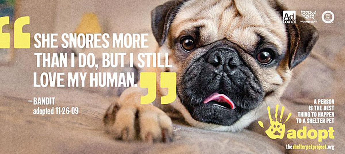 Animal Rescue Marketing Inspiration