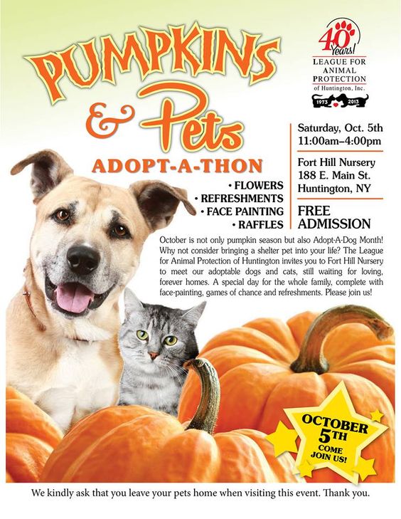 Animal Rescue Marketing Inspiration CharityPaws