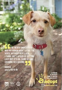 Creative Pet Adoption Marketing Ideas