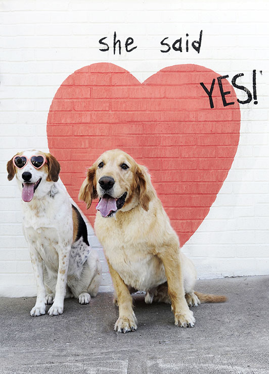 10 Valentines Day Fundraising Ideas To Help Animals