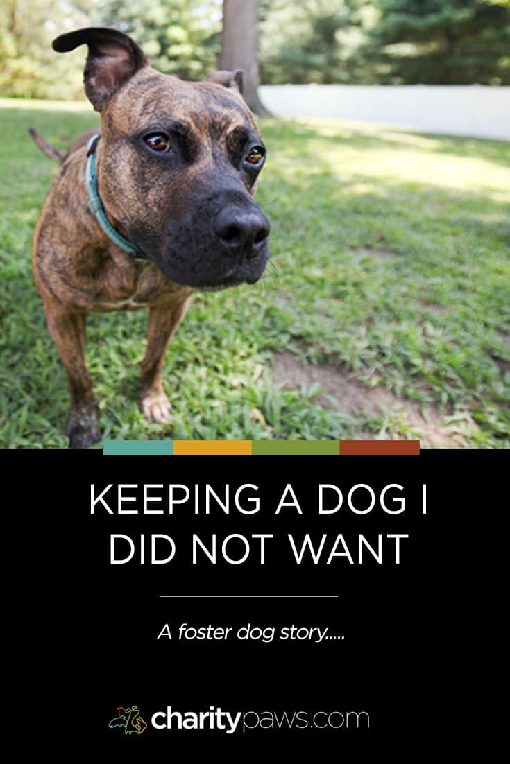 When A Foster Dog Picks You - Why I Kept A Dog I Did Not Want.