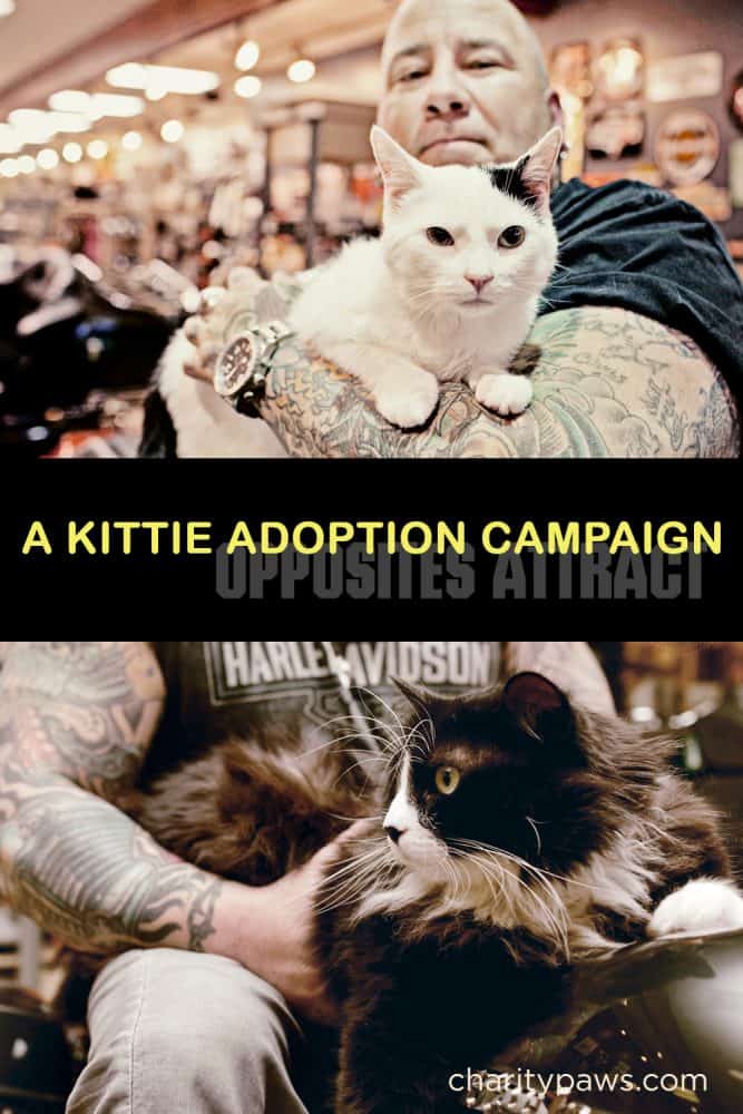 Opposites Attract Campaign Gets All Cats Adopted!