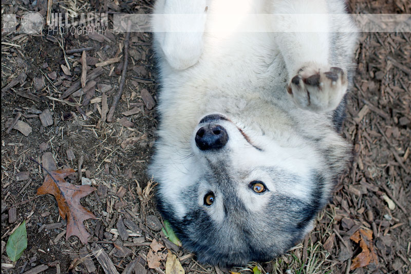 Visit Howling Woods Farm In Jackson NJ