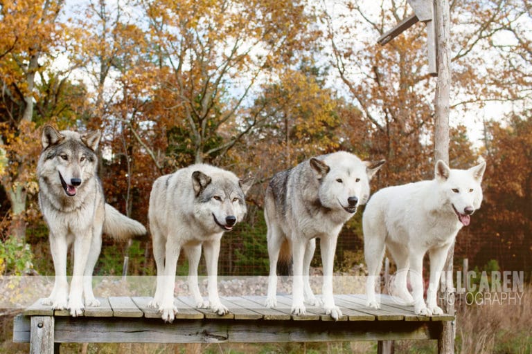 Visit Howling Woods Farm In Jackson NJ
