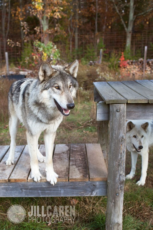 Visit Howling Woods Farm In Jackson NJ
