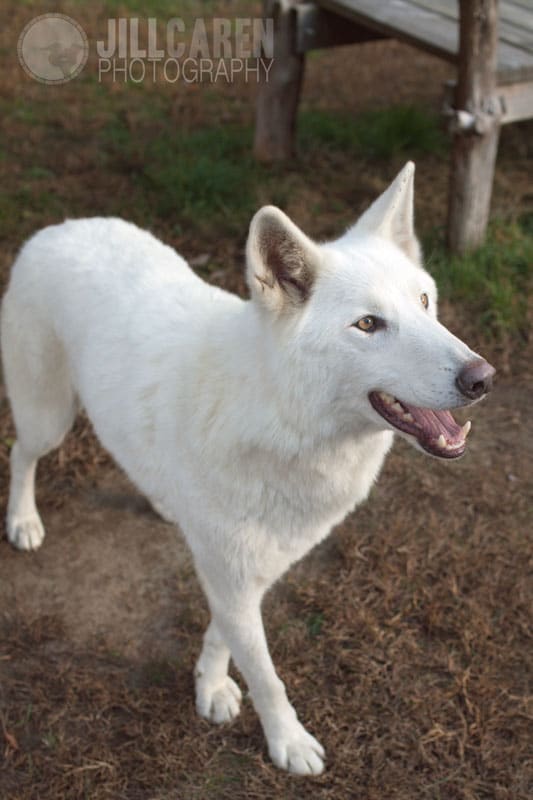 Visit Howling Woods Farm In Jackson NJ