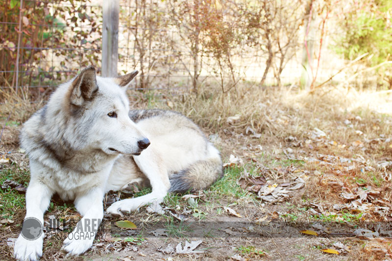 Visit Howling Woods Farm In Jackson NJ