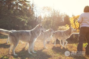 Visit Howling Woods Farm In Jackson NJ
