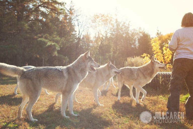 Visit Howling Woods Farm In Jackson NJ