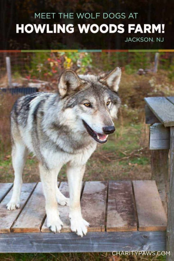 Visit Howling Woods Farm In Jackson NJ