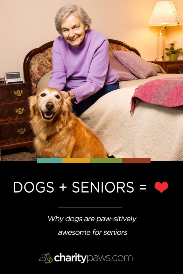Why Dogs Are Paw-sitively Awesome For Seniors