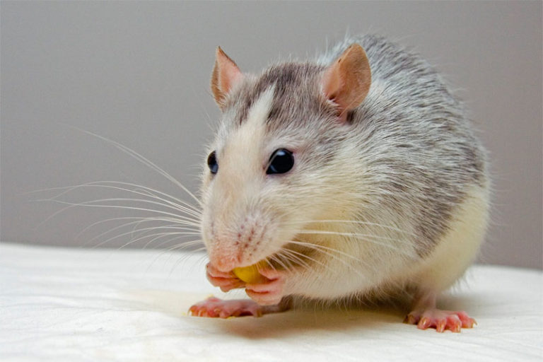 Rats need rescues too: Pet rats risk death when dumped in the wild