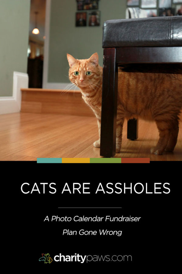 Because Cats Are Jerks: A Photo Calendar Plan Gone Wrong