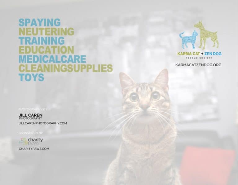 Because Cats Are Jerks: A Photo Calendar Plan Gone Wrong