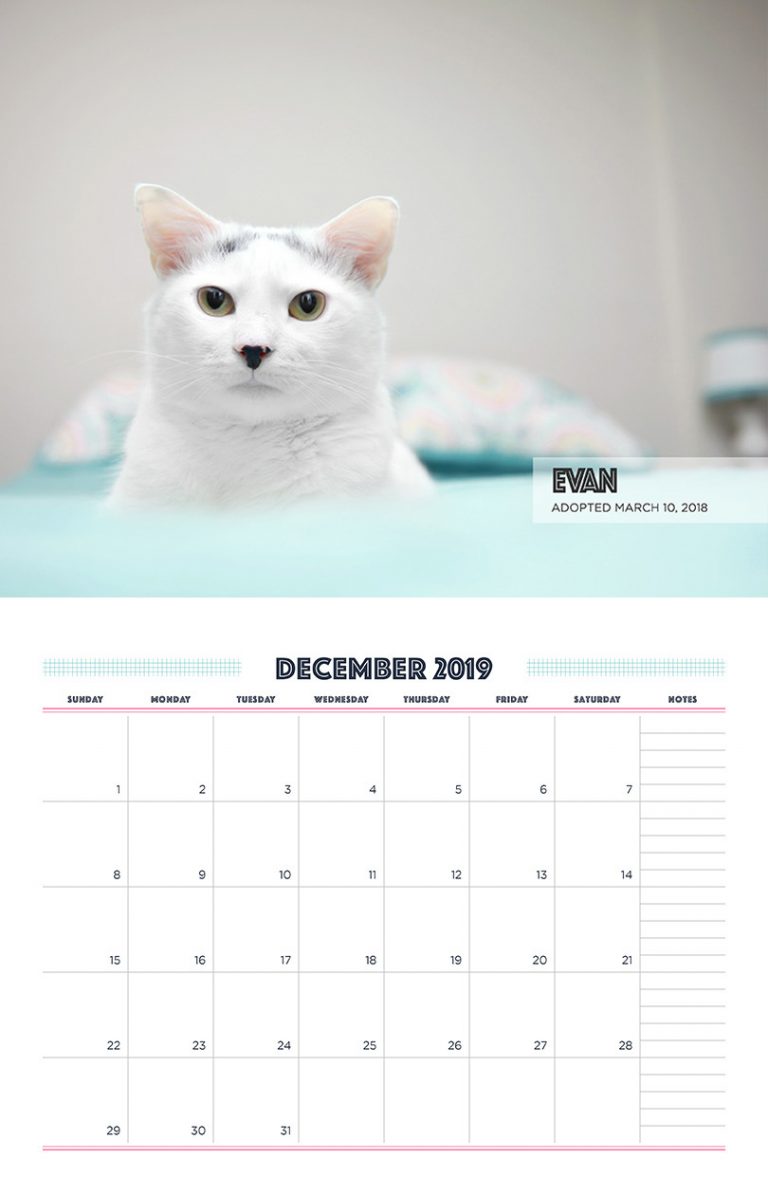 Because Cats Are Jerks: A Photo Calendar Plan Gone Wrong