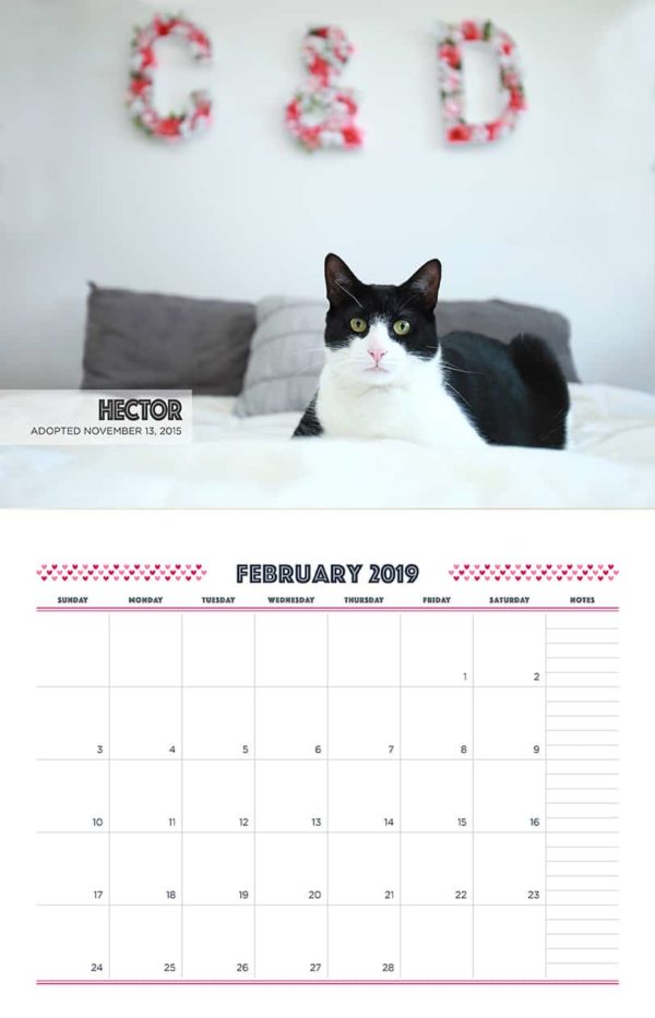 Because Cats Are Jerks: A Photo Calendar Plan Gone Wrong