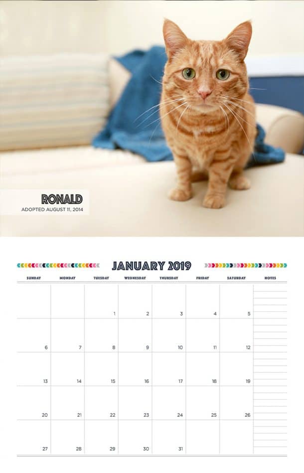 Because Cats Are Jerks: A Photo Calendar Plan Gone Wrong