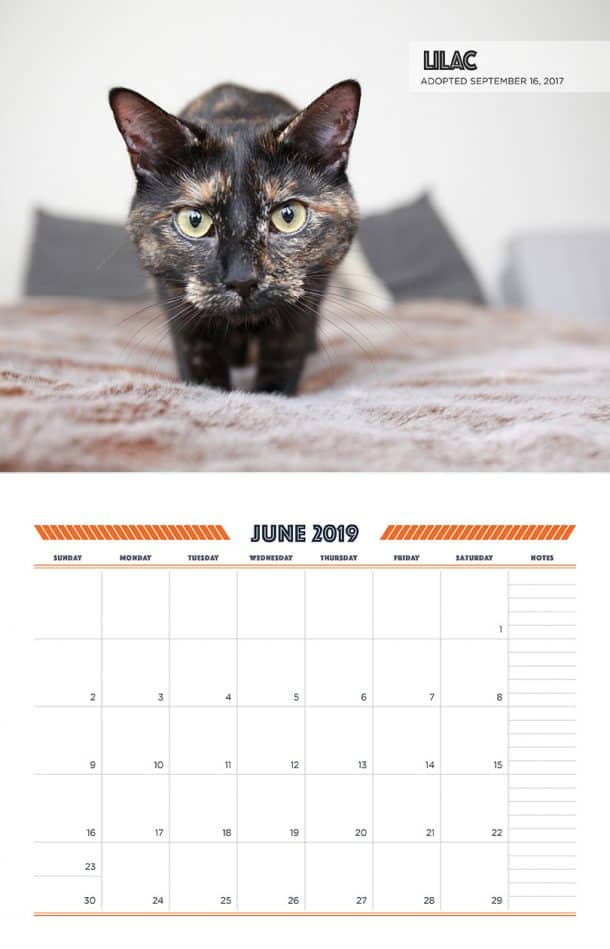 Because Cats Are Jerks: A Photo Calendar Plan Gone Wrong