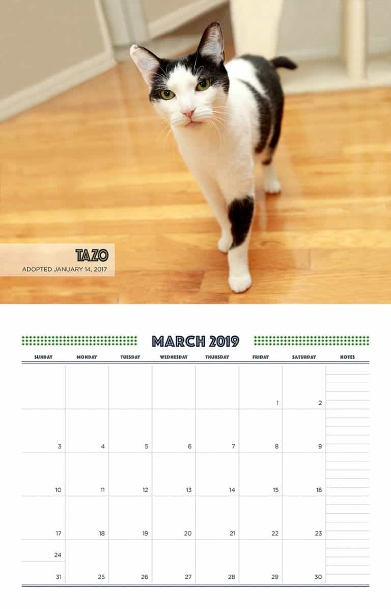 Because Cats Are Jerks: A Photo Calendar Plan Gone Wrong