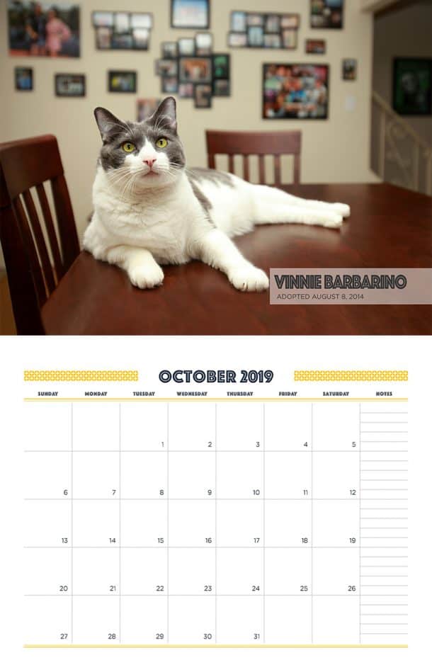 Because Cats Are Jerks: A Photo Calendar Plan Gone Wrong