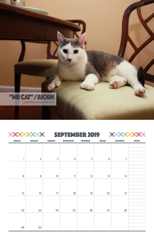 Because Cats Are Jerks: A Photo Calendar Plan Gone Wrong