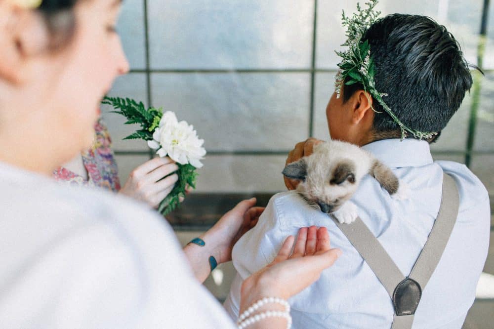 Helping Animals When Getting Married