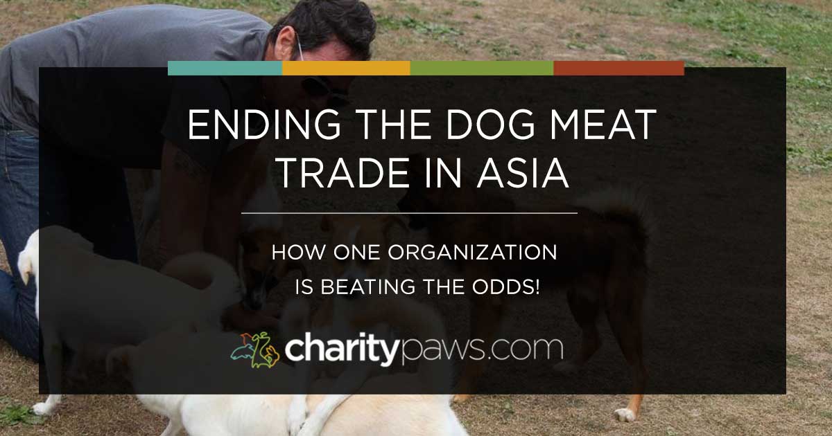 Ending The Dog Meat Trade in Asia: How One Group Is Beating The Odds ...