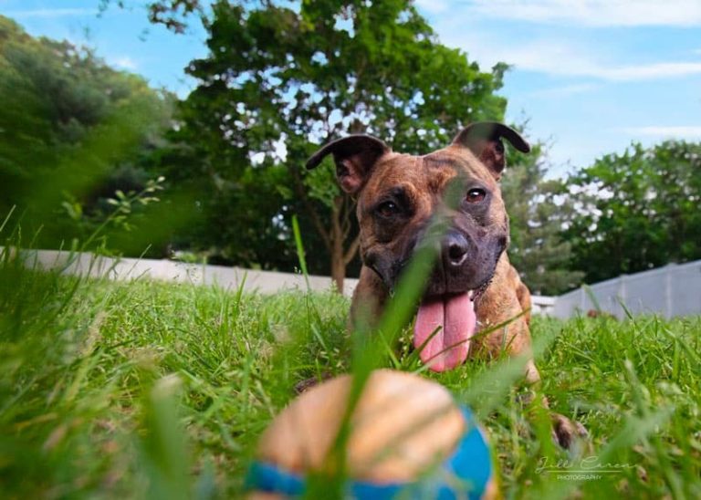 Adopting A Pit Bull: What You Should Know!