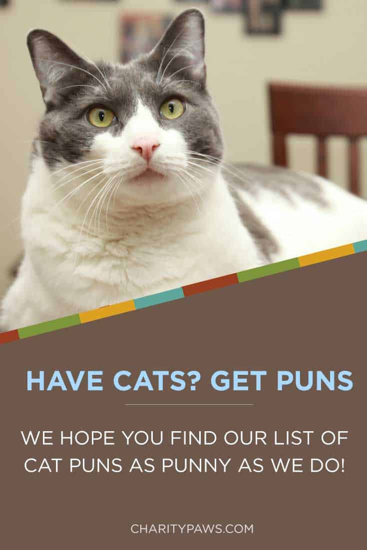 20 Cat Puns That Are Pawsitively Awesome 20 Cat Puns That Are Pawsitively Awesome