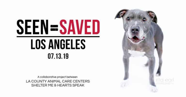 Seen=Saved: A Lifesaving Project For Animals