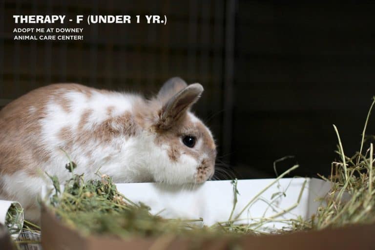 Seen=Saved: A Lifesaving Project For Animals