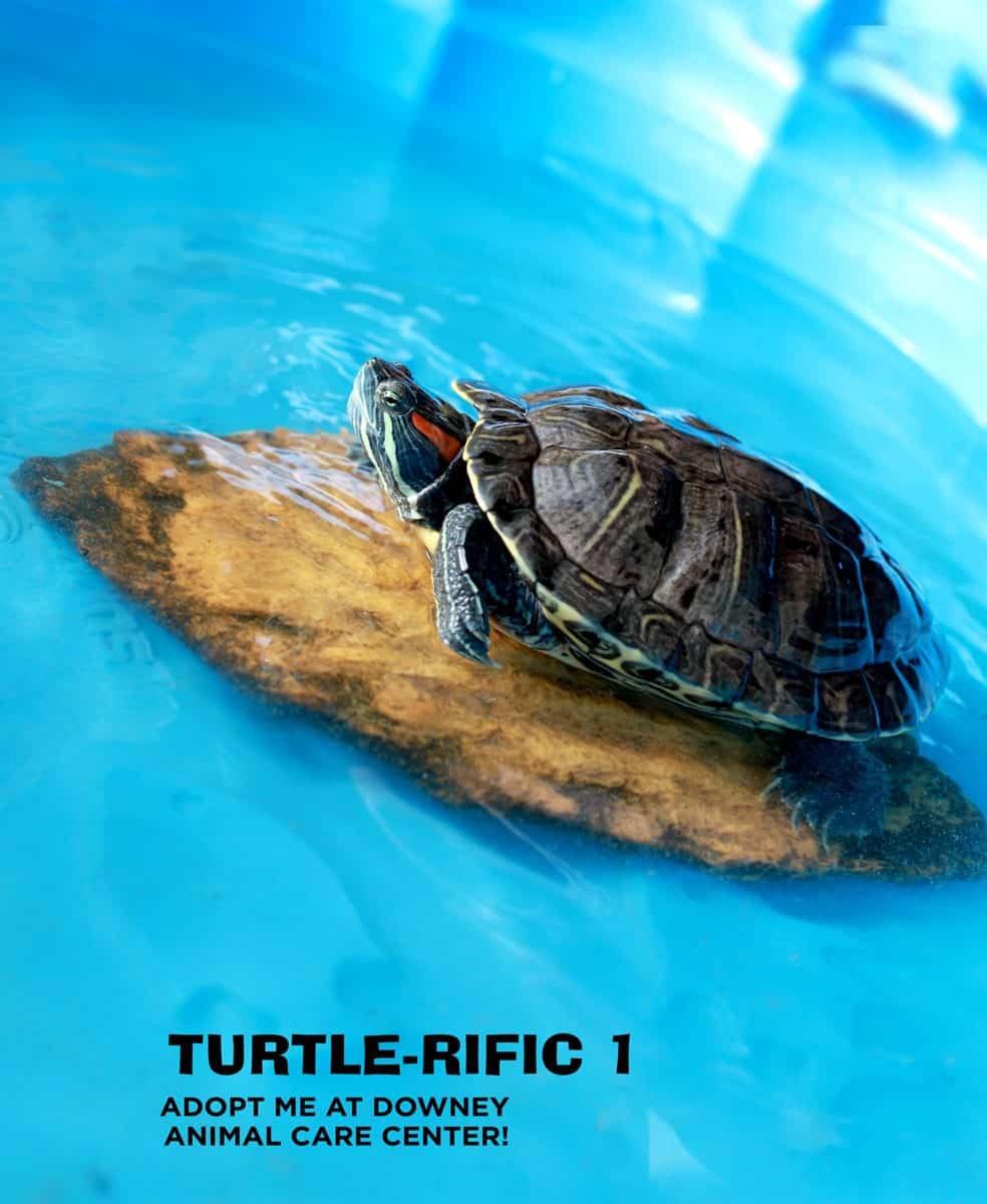 Seen=Saved: A Lifesaving Project For Animals