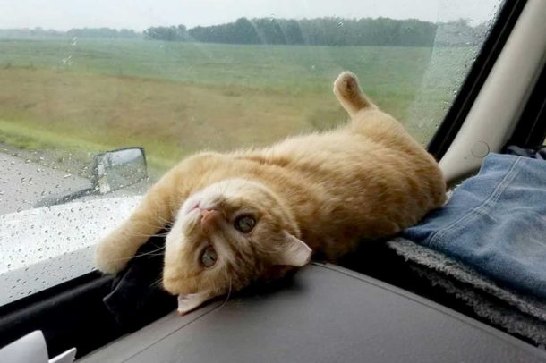 Trucker Cats May Be The Coolest Cats!