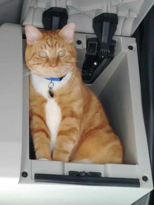 Trucker Cats May Be The Coolest Cats!