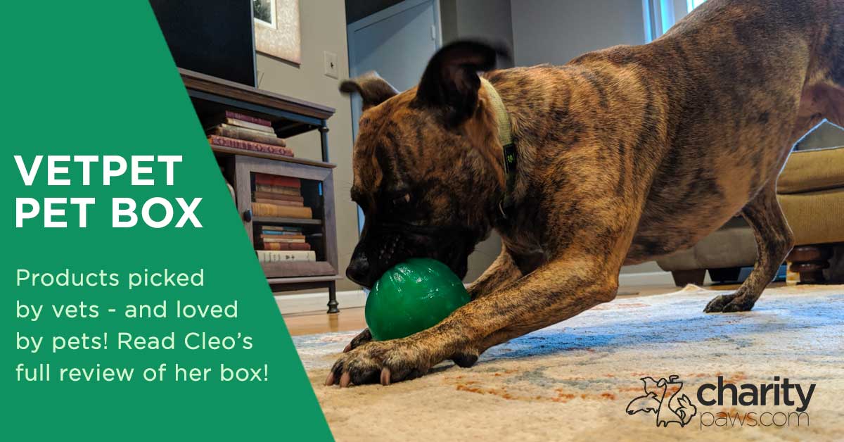 VetPet Subscription Box: Cleo’s First Review!