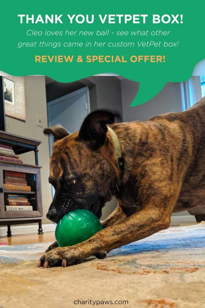 Vet Pet Subscription Reviewed By Cleo The Rescue Dog