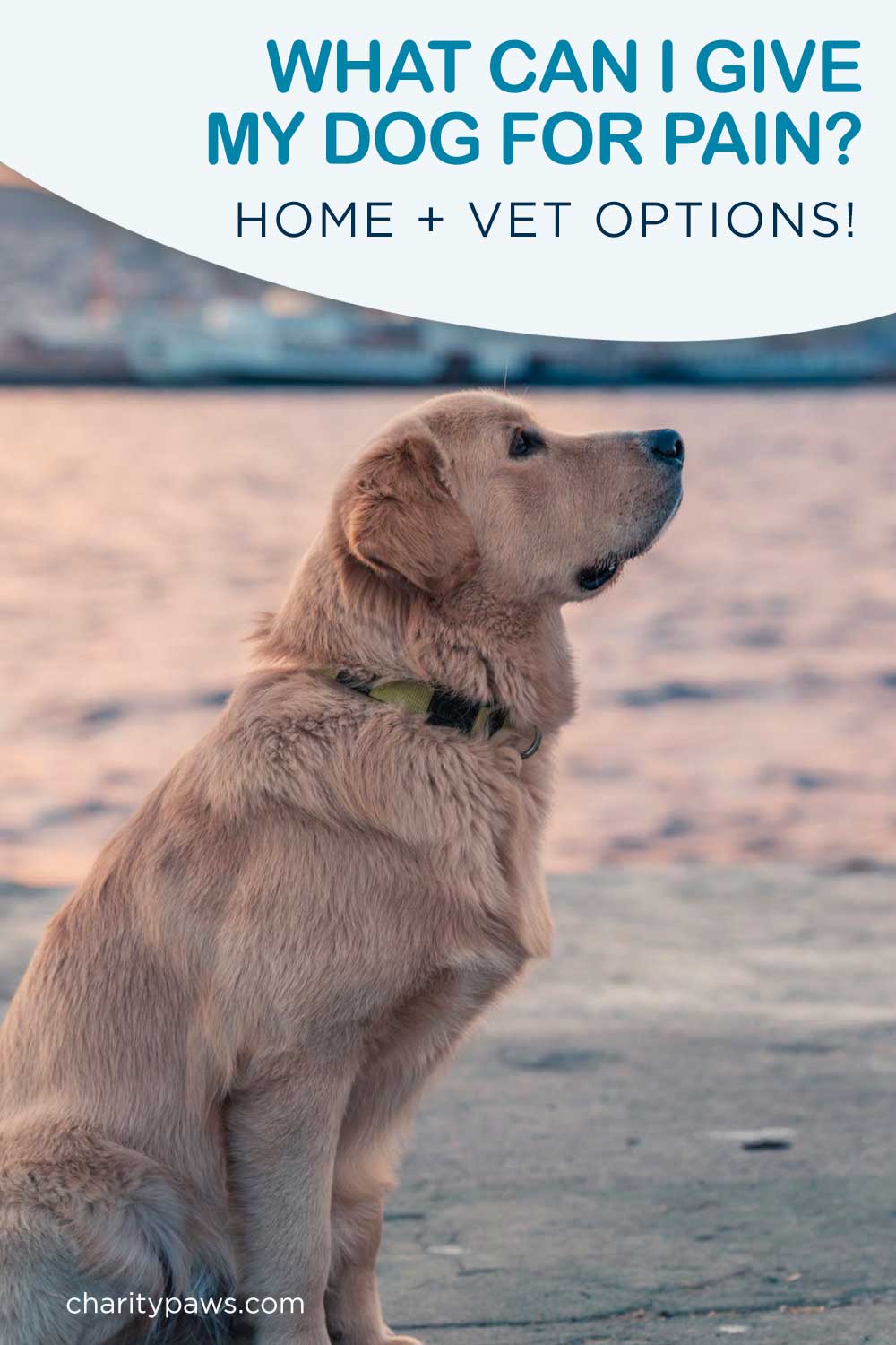 What Can I Give My Dog For Pain Relief? 5+ Options!