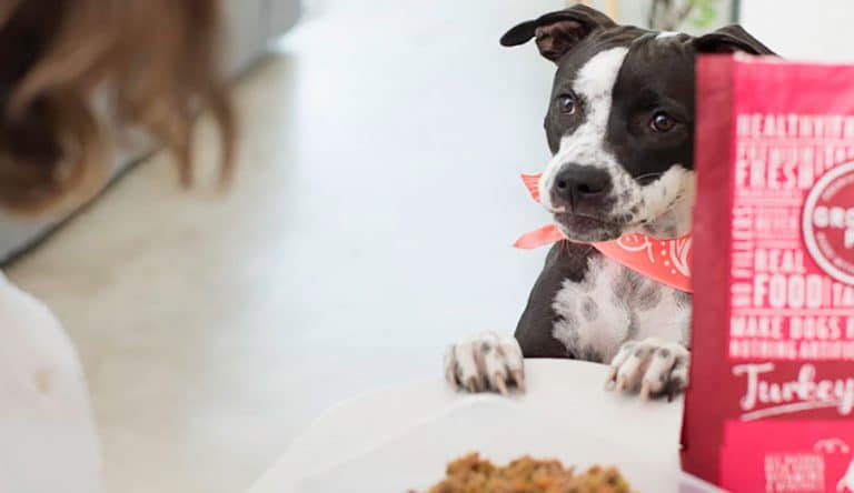 Best Fresh Dog Food Delivery 2020: 5+ Options For Your Pup