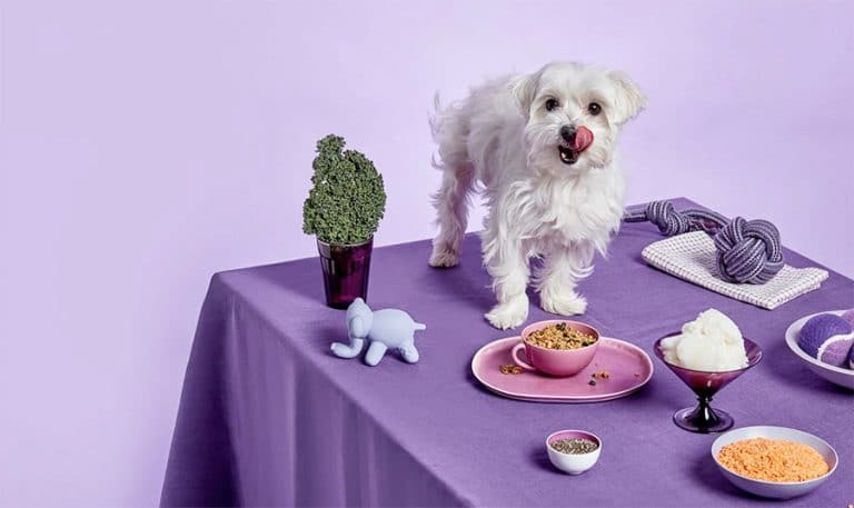 Best Fresh Dog Food Delivery 2020: 5+ Options For Your Pup