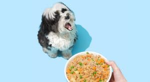 Best Fresh Dog Food Delivery 2020: 5+ Options For Your Pup