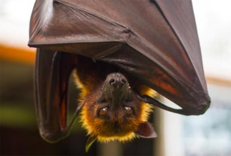 What Animal Has The Best Hearing These 8 Animals Do 