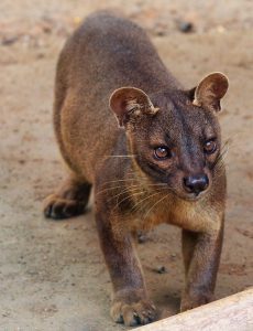 20+ Of The Most Weird Looking Animals With Fun Facts
