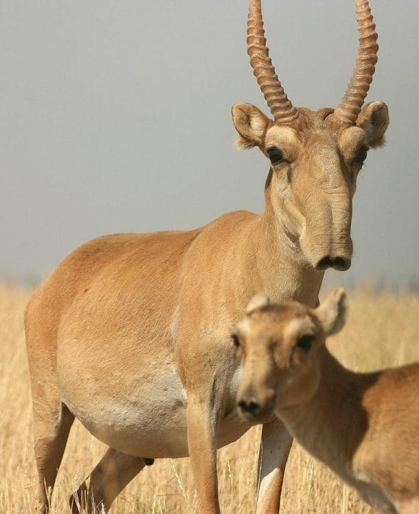 20+ Of The Most Weird Looking Animals With Fun Facts