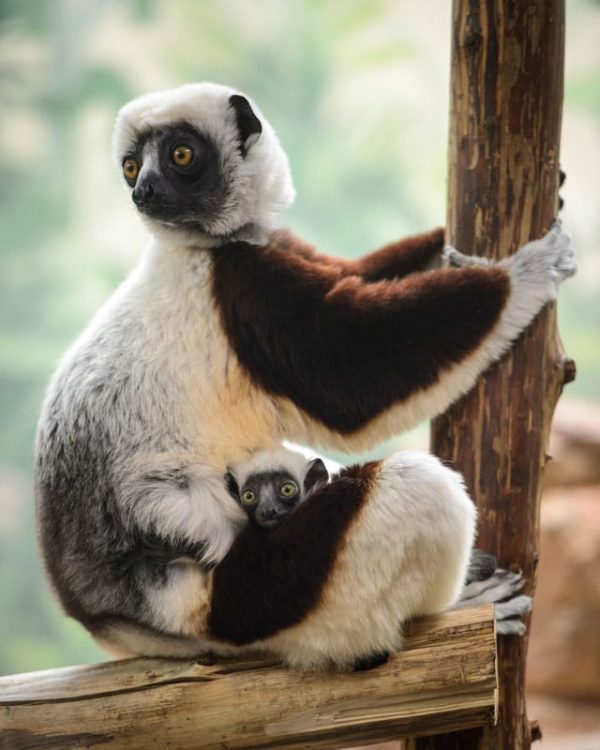20+ Of The Most Weird Looking Animals With Fun Facts