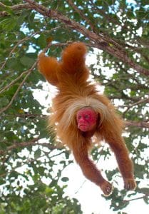 20+ Of The Most Weird Looking Animals With Fun Facts