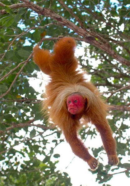 20+ Of The Most Weird Looking Animals With Fun Facts