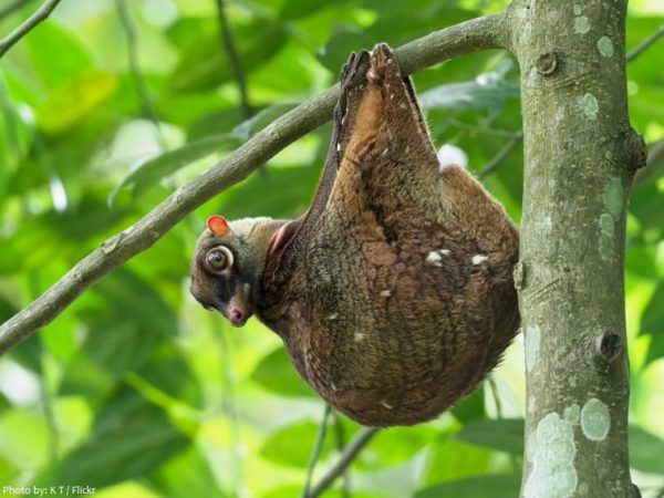 20+ Of The Most Weird Looking Animals With Fun Facts