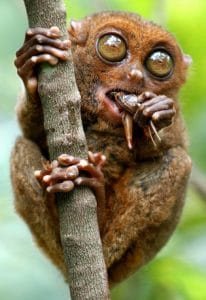 20+ Of The Most Weird Looking Animals With Fun Facts