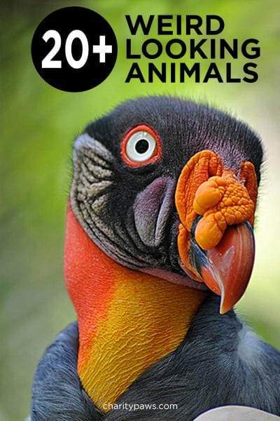 20+ Of The Most Weird Looking Animals With Fun Facts