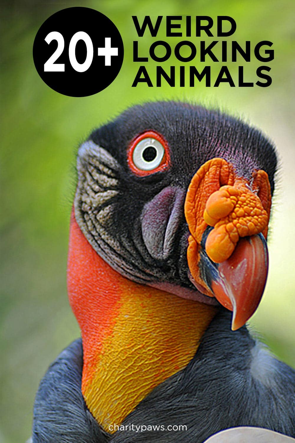 20+ Of The Most Weird Looking Animals With Fun Facts